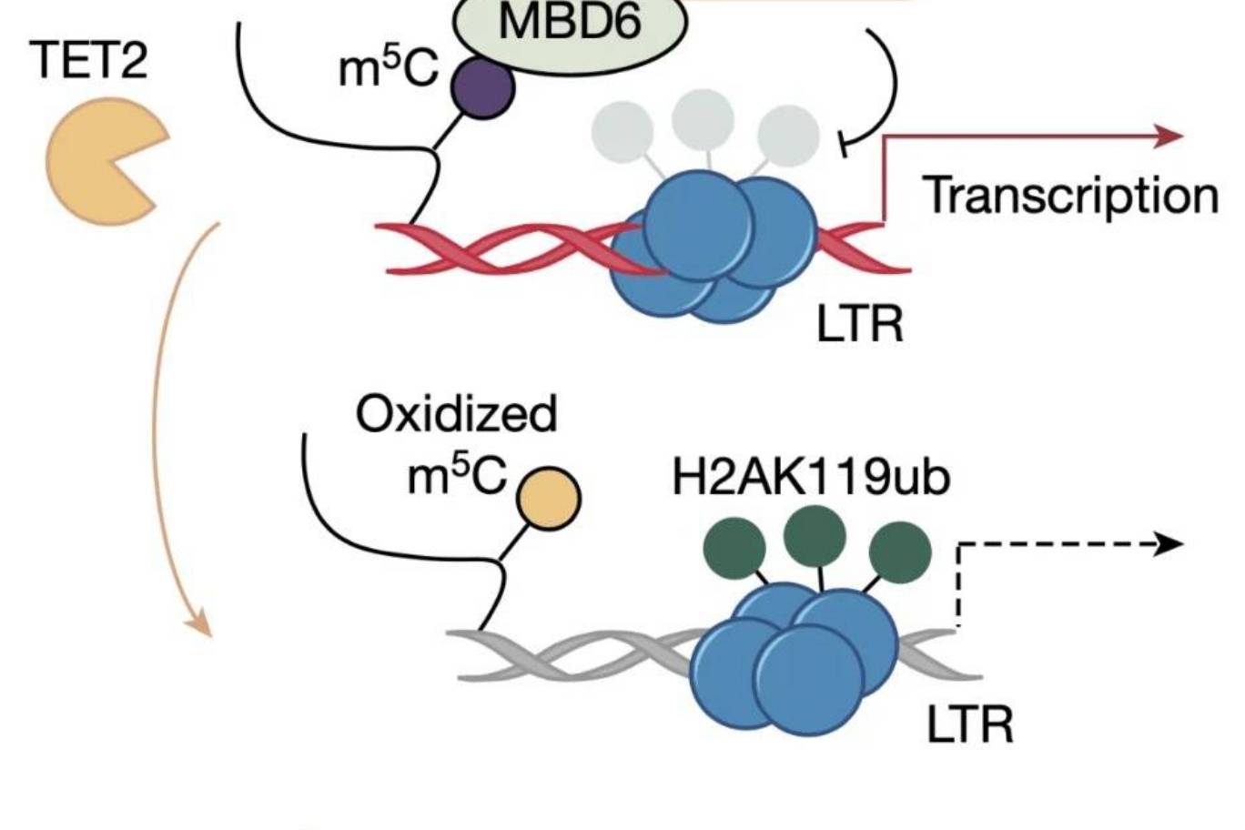 《自然》：科学家首次发现，抑癌蛋白TET2竟通过作用于RNA调节基因表达_研究_甲基_ub