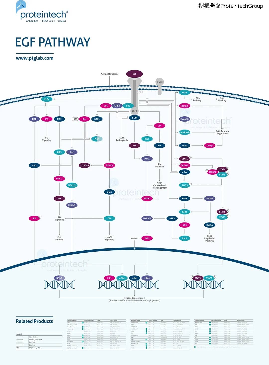 56条信号通路海报合订版，赶紧收藏！（含标志物、激活/抑制剂）_Pathway_Cell_stem