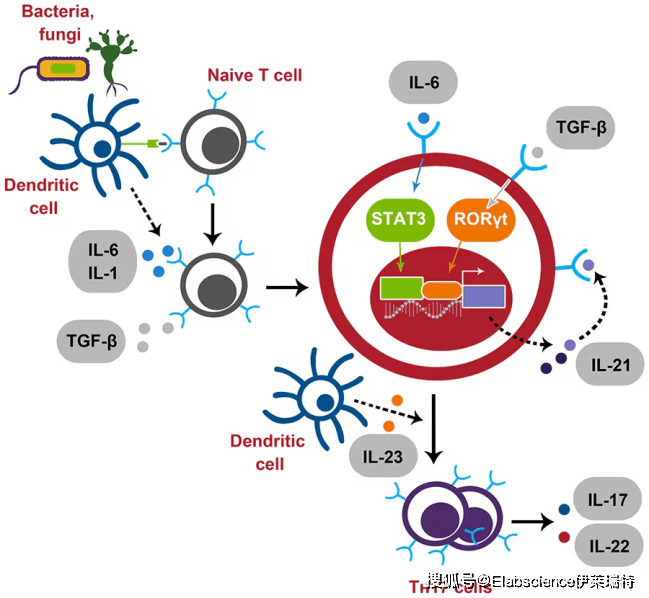 Elabscience探索Th17细胞：分化、功能及检测鉴定方法_免疫_流式_naive
