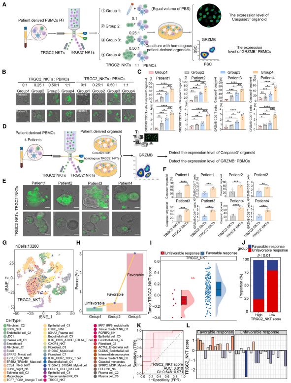 IF=48.8|通过类器官共培养验证食管鳞癌免疫治疗反应_细胞_研究_帕博利