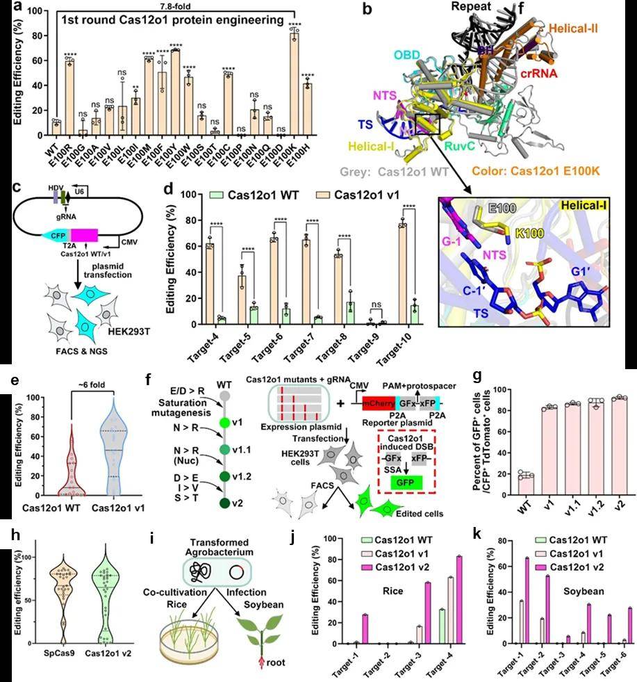 我国科研团队开发新型紧凑型CRISPR-Cas12o基因编辑系统_搜狐网