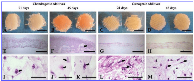 PGA Biofelt植入级无纺布 三维编织支架上人间充质干细胞体外培养过程中的软骨形成和矿化_培养基_工程_组织