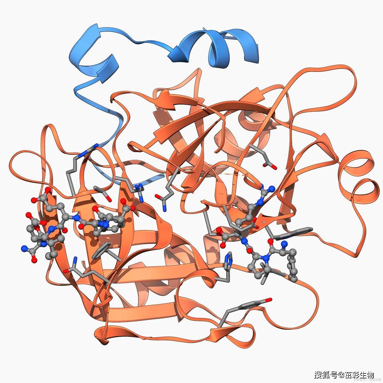 角蛋白18(CK18)｜ELISA指标_细胞_片段_评估