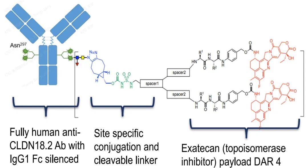 信达差异化布局CLDN18.2 ADC和双抗，胰腺癌等瘤种最新进展汇总_患者_治疗_Claudin