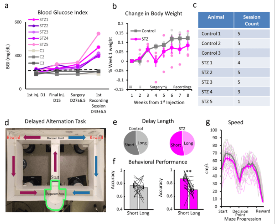 Intan RHD 2000海马区对工作记忆功能至关重要_变化_tau_模型