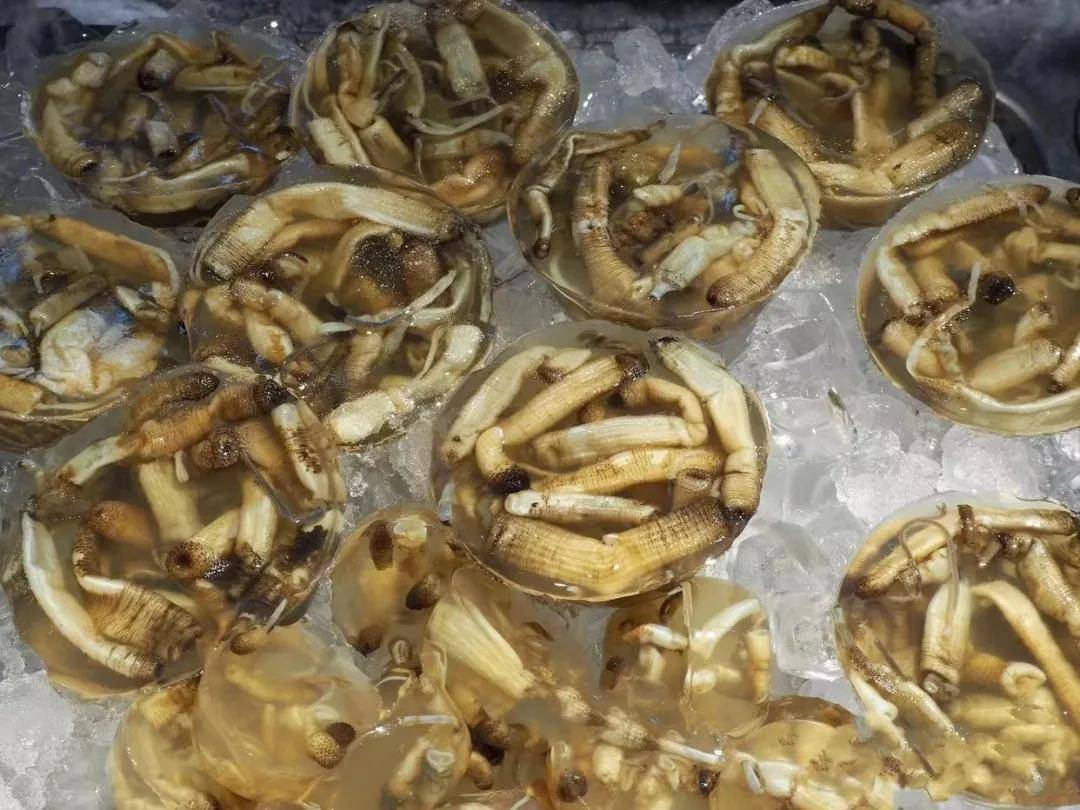 非遗美食之福建——闽南土笋冻_戚继光_滩涂_美味