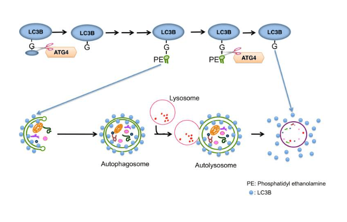 标志物LC3检测时需要注意的5大要点_蛋白质_过程_Atg