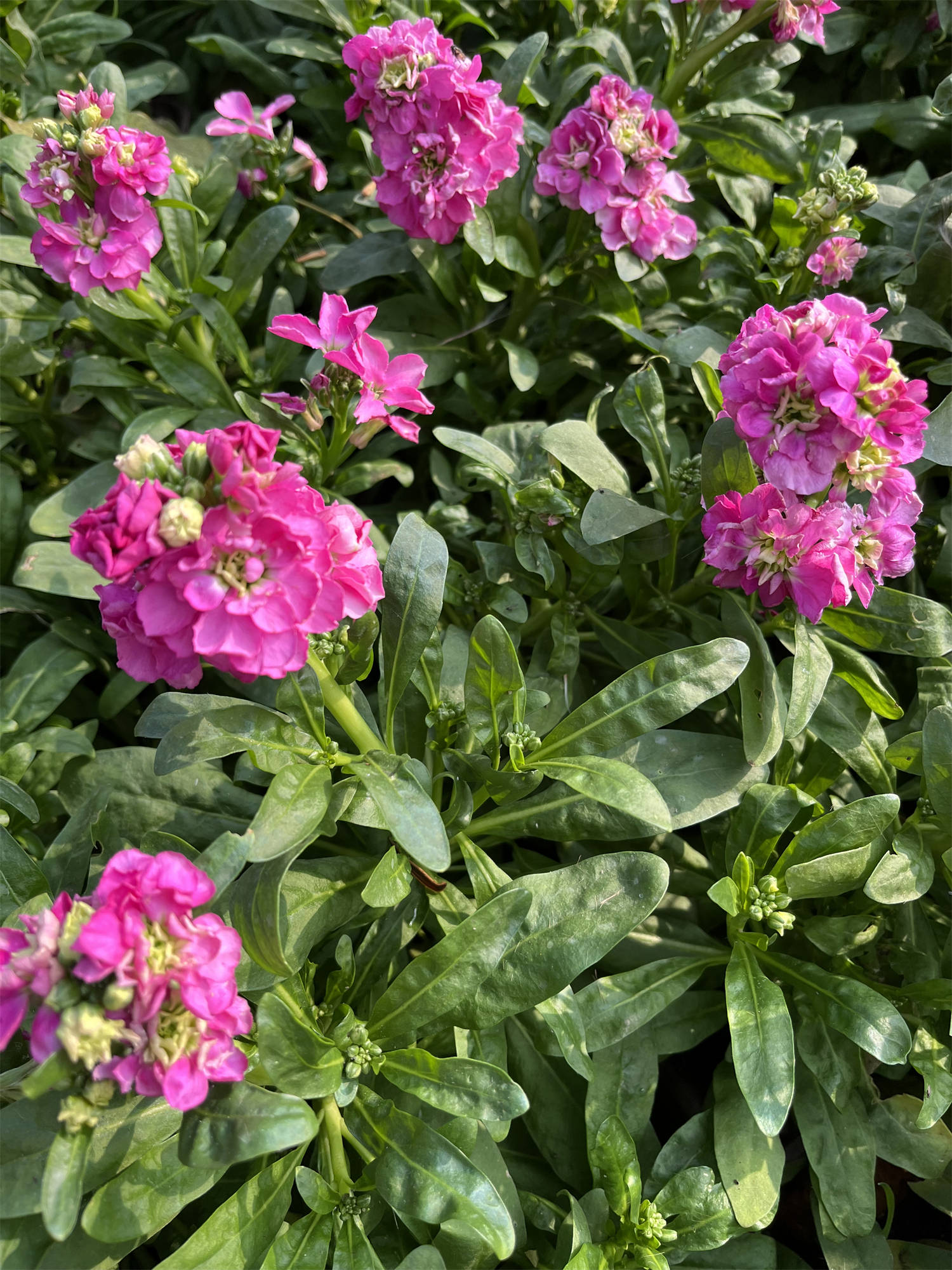 花花世界之156：紫罗兰[zǐ luó lán]_永恒_象征_灰白色