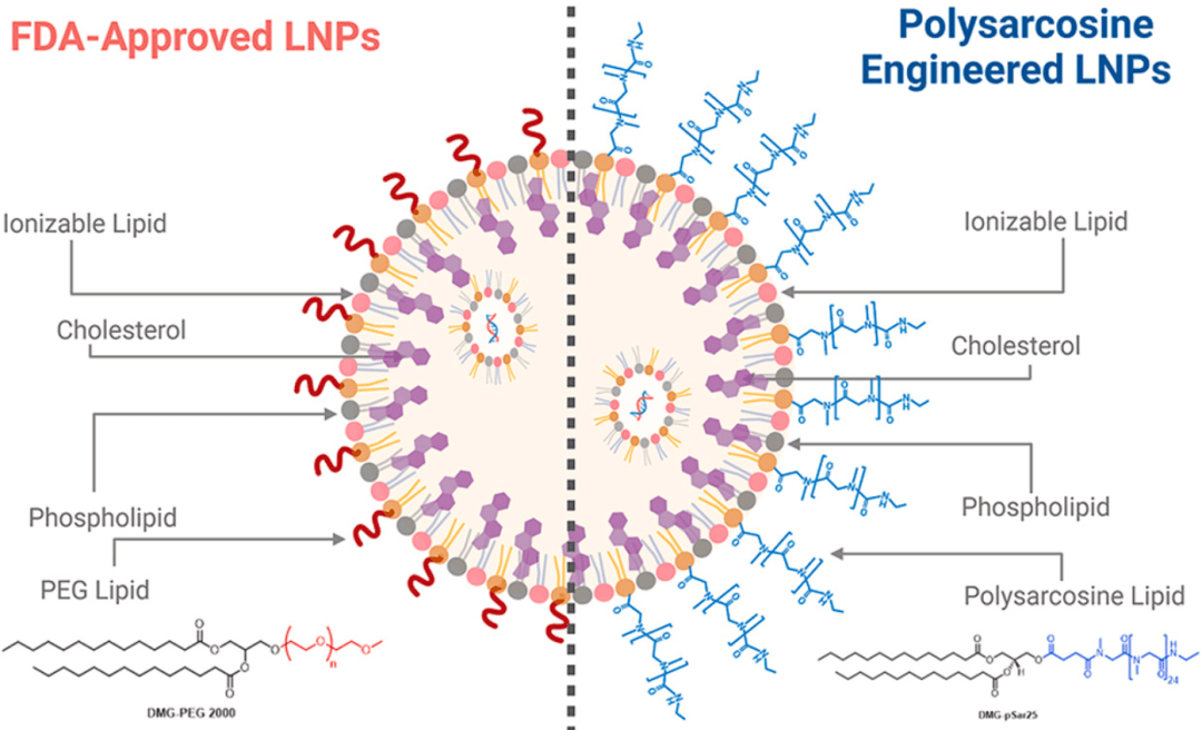 新方向|聚肌氨酸脂质替代 PEG 脂质制备LNP递送系统_pSar_抗体_效率