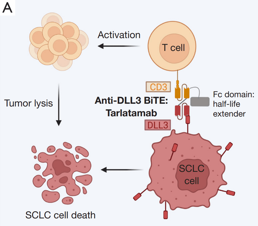 小细胞肺癌新药：Tarlatamab（塔拉妥单抗）_Amgen_患者_研究