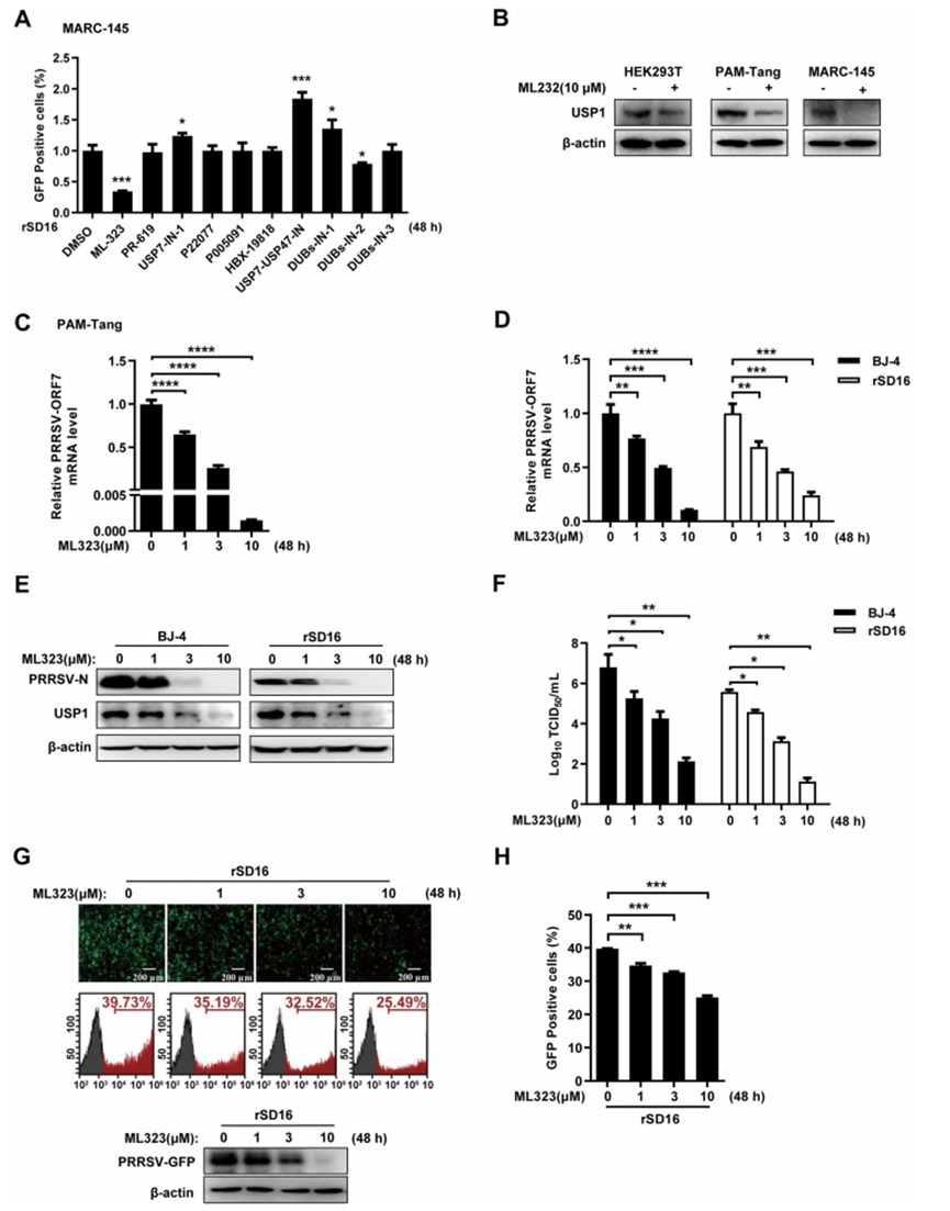 J Virol. |泛素特异性蛋白酶1通过调节K48泛素化稳定PRRSV非结构蛋白Nsp1β促进病毒复制_结果_细胞系_免疫