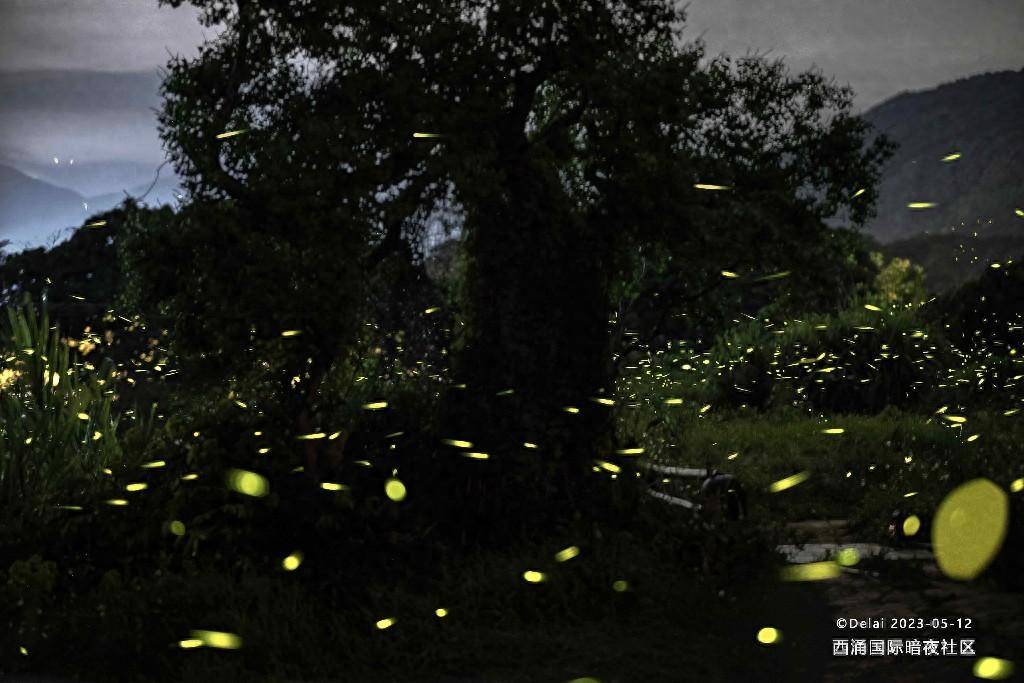 Encounter a starry sky full of fireflies in Xichong, Nan'ao, Shenzhen ...