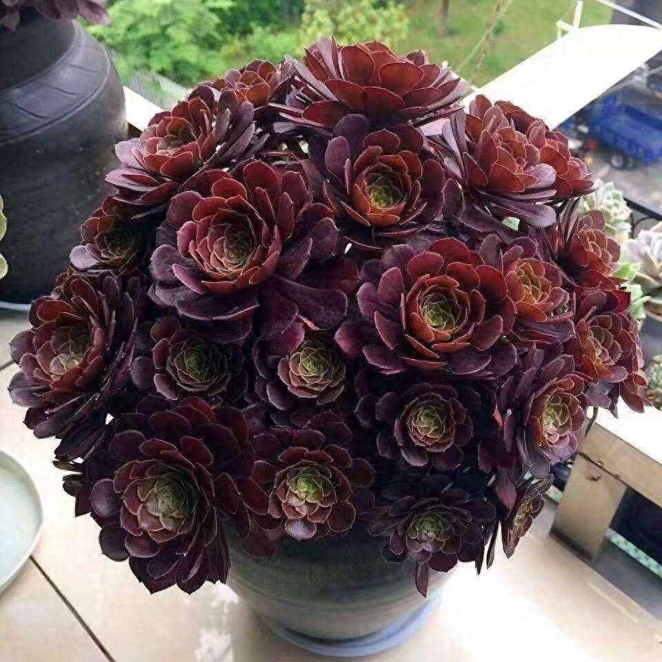 多肉法师”这么养,单头变多头,多姿多彩,长成漂亮惊艳老桩_时候 多肉法师”这么养,单头变多头,多姿多彩,长成漂亮惊艳老桩_时候