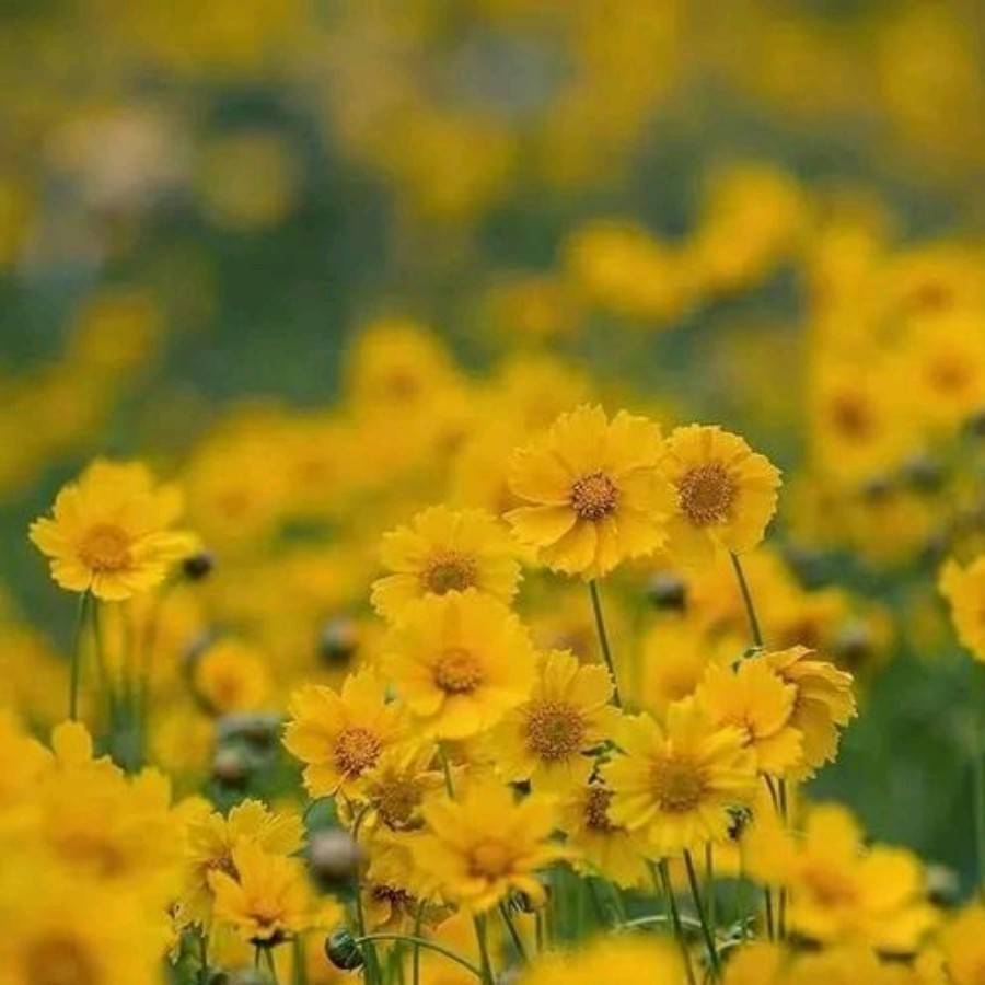 一句几十万不够花，山杏闫学晶被平台禁关_网友_账号_生活