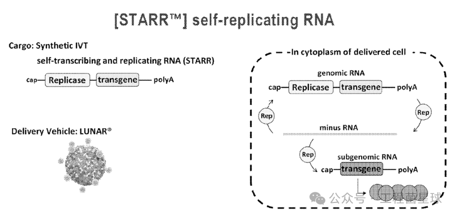 自复制RNA(saRNA)骨架序列的设计和优化_病毒_nsp_蛋白