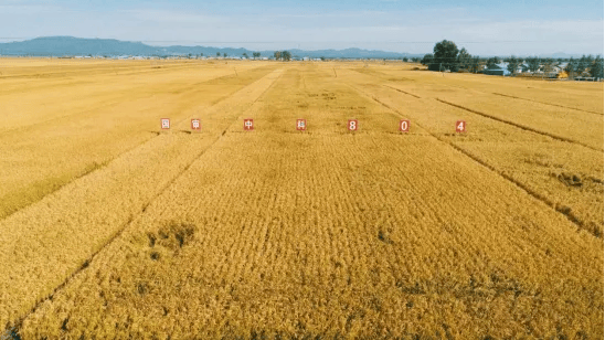 “设计”一粒超级稻 | 科技自立自强之路_育种_李家洋_水稻