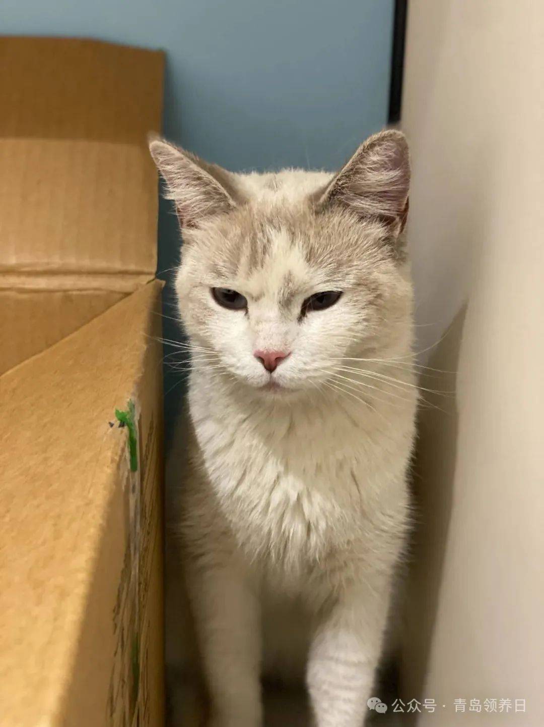 选择买不到的爱|20241007期线上领养日_免疫_名字_性别