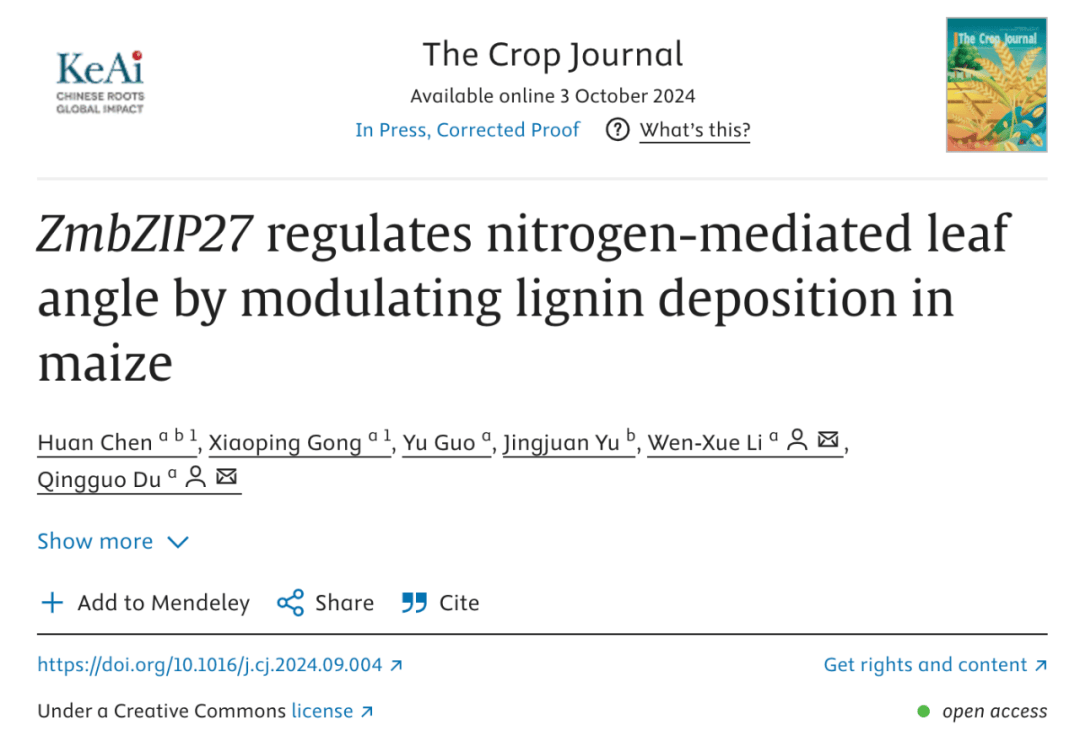 中国农科院作科所揭示ZmbZIP27调控氮素介导的玉米叶夹角_基因_研究_部位