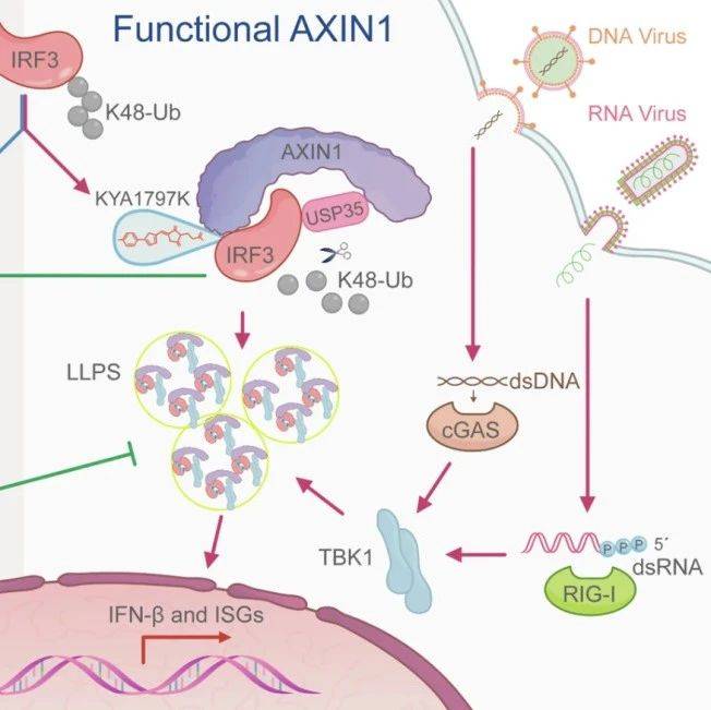 STTT | 中山大学曾木圣等团队合作研究揭示了AXIN1通过稳定IRF3和诱导相分离来增强抗病毒反应_调节_免疫_蛋白