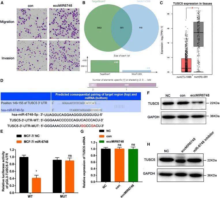 【Cell 子刊】绍兴市人民医院：乳腺癌新的生物标志物和治疗靶点_eccDNAs_miRNAs_分子