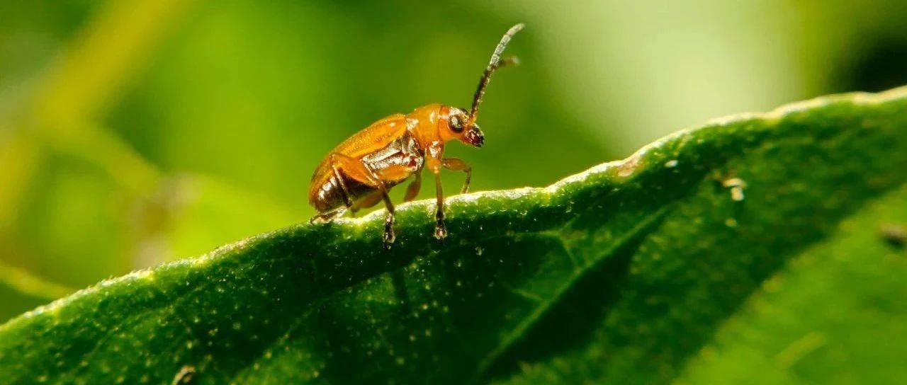 每日文章精选 2024 10 31_Torch-MUSA_官宣_摩尔