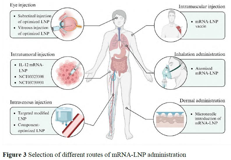 mRNA-LNP肝外靶向递送的研究进展_蛋白_药物_核糖核酸