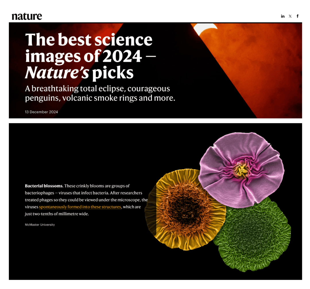 东南大学田磊研究员噬菌体“仿生鲜花”革新细菌检测技术成果，入选《自然》2024年度最佳科学图片_生物谷