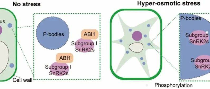 Science advances | 赵杨研究组揭示SnRK2激酶感知大分子聚集信号介导渗透胁迫下解抑制过程_snrk_植物_细胞