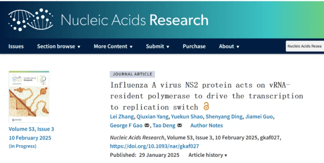 邓涛/高福团队合作揭示甲型流感病毒NS2蛋白驱动病毒RNA由转录向复制转换作用机制｜Nucleic Acids Research_微生物研究所_合成