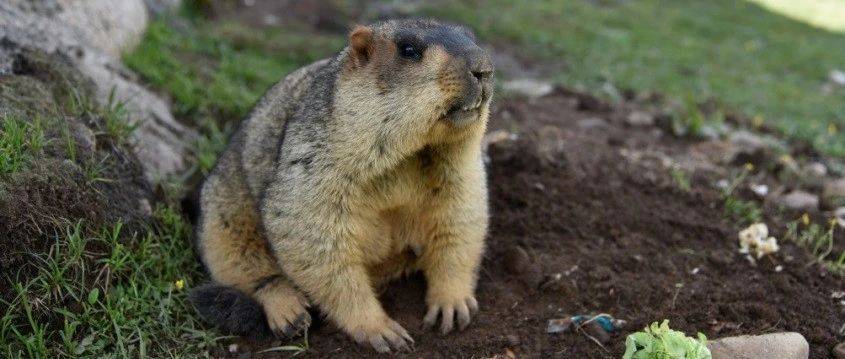 不要碰！不要碰！不要碰！_鼠疫_土拨鼠_旱獭