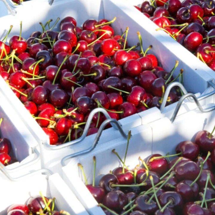 China opens market to Spanish cherries_have_Spain_and