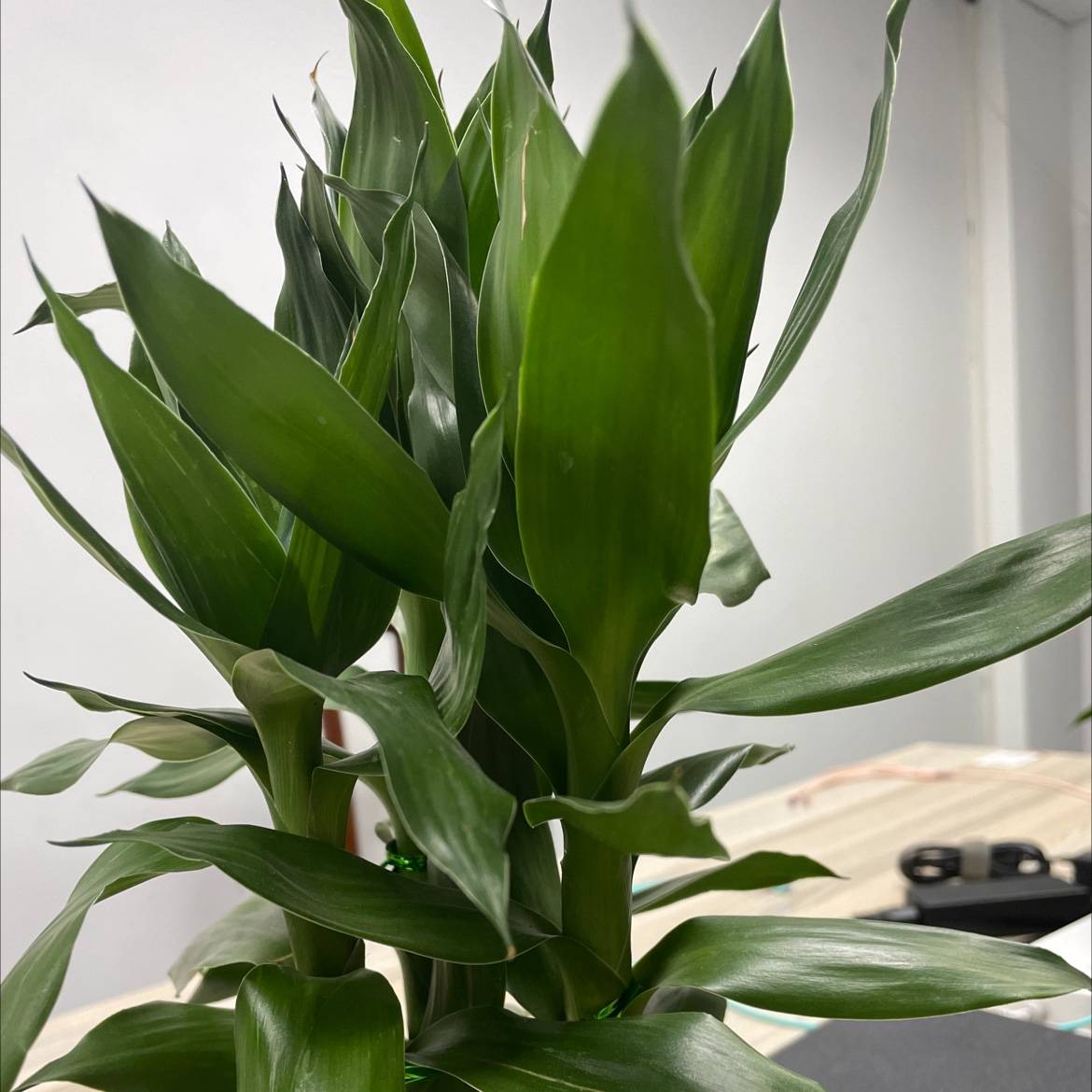 2026年少儿编程课程对比测评，师资和服务差异大吗_学而思_品牌