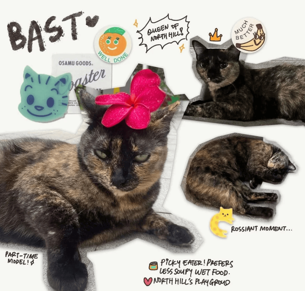 NTU 撸猫指南：那些与你不期而遇的猫咪_Network_来源_Bast