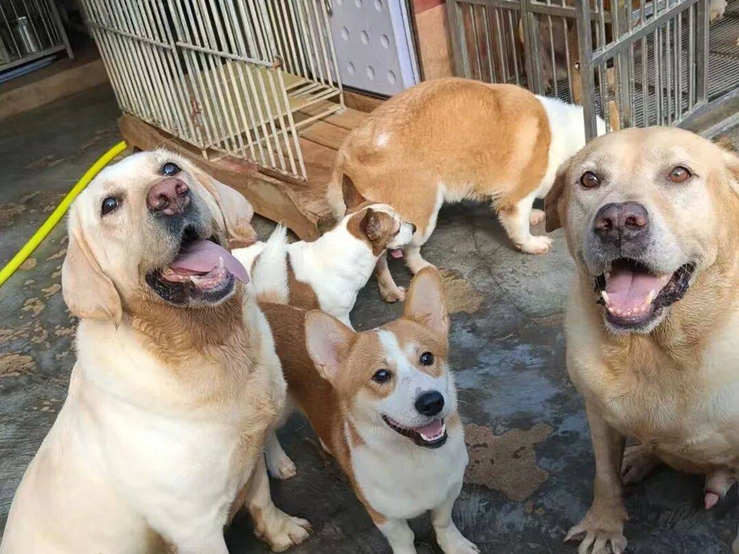 【感谢信】一封来自毛孩子的感谢信-红星小院筹款情况汇报_款项_爱心_支持