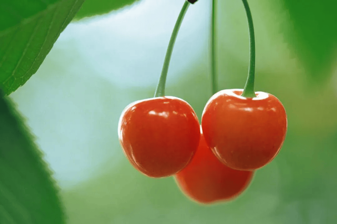 车厘子的JJ、JJJ、JJJJ，这个 “J” 是啥意思？_樱桃_果径_水果